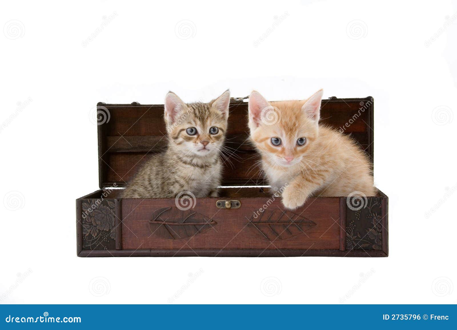 Two kittens in the box stock photo. Image of feline, grooming - 2735796