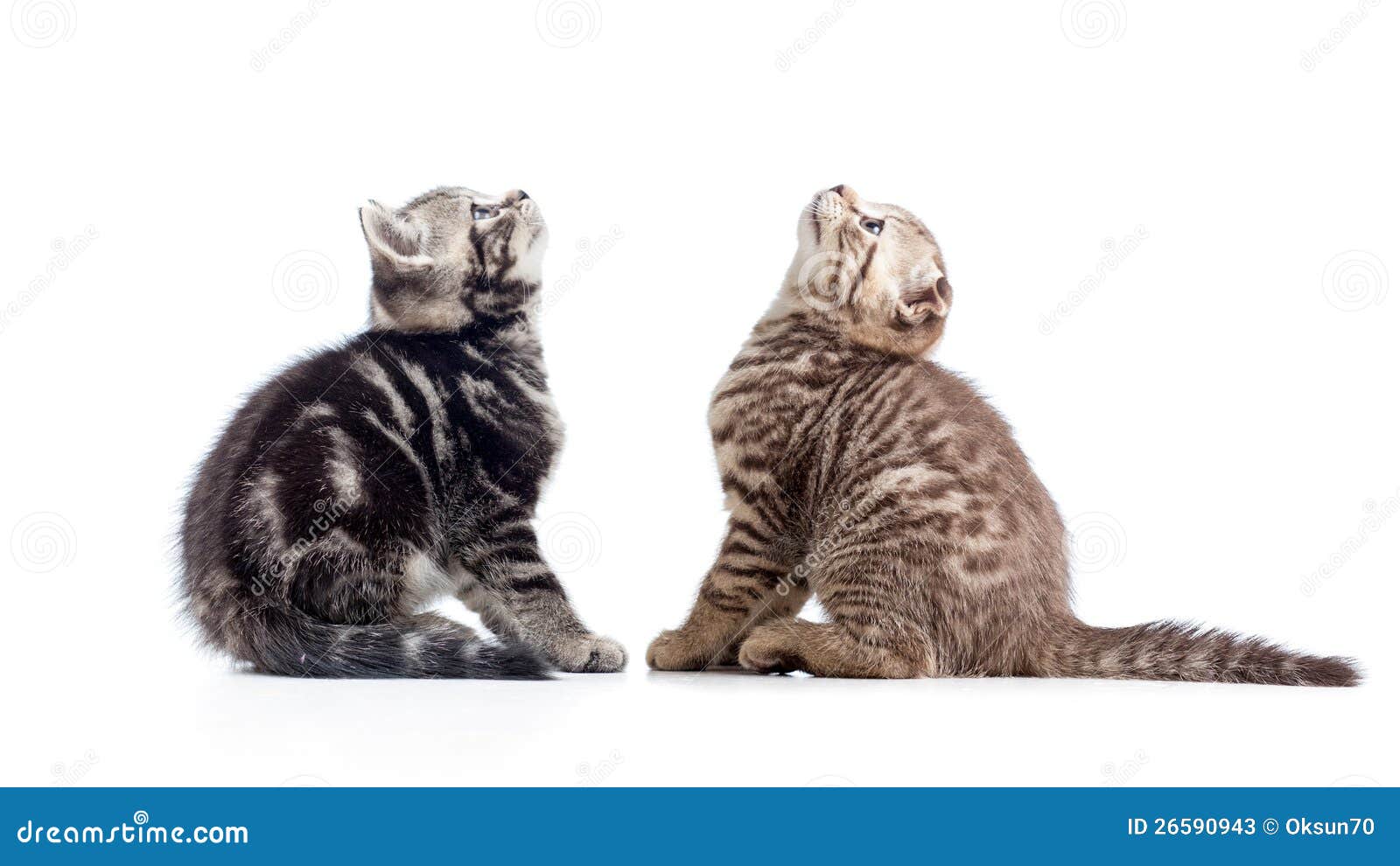 Two Kittens Cats Sitting Opposite and Looking Up Stock Image - Image of ...