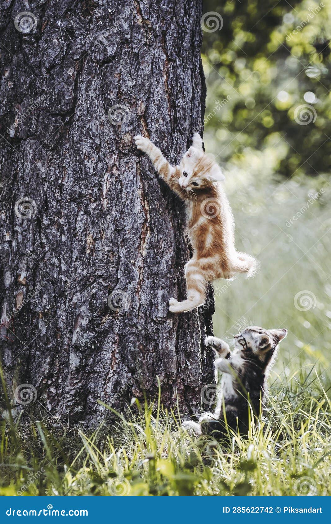 Two Kittens Climbing a Tree in the Garden Stock Photo - Image of felid ...