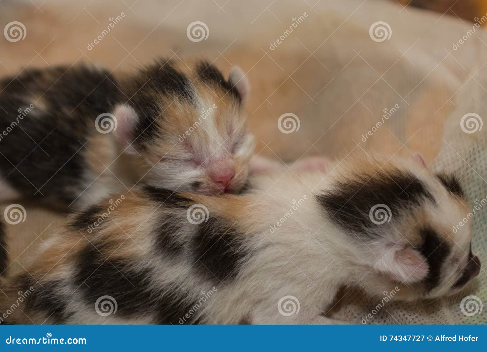 Two Kittens with Closed Eyes Stock Image - Image of kitten, cuddly ...