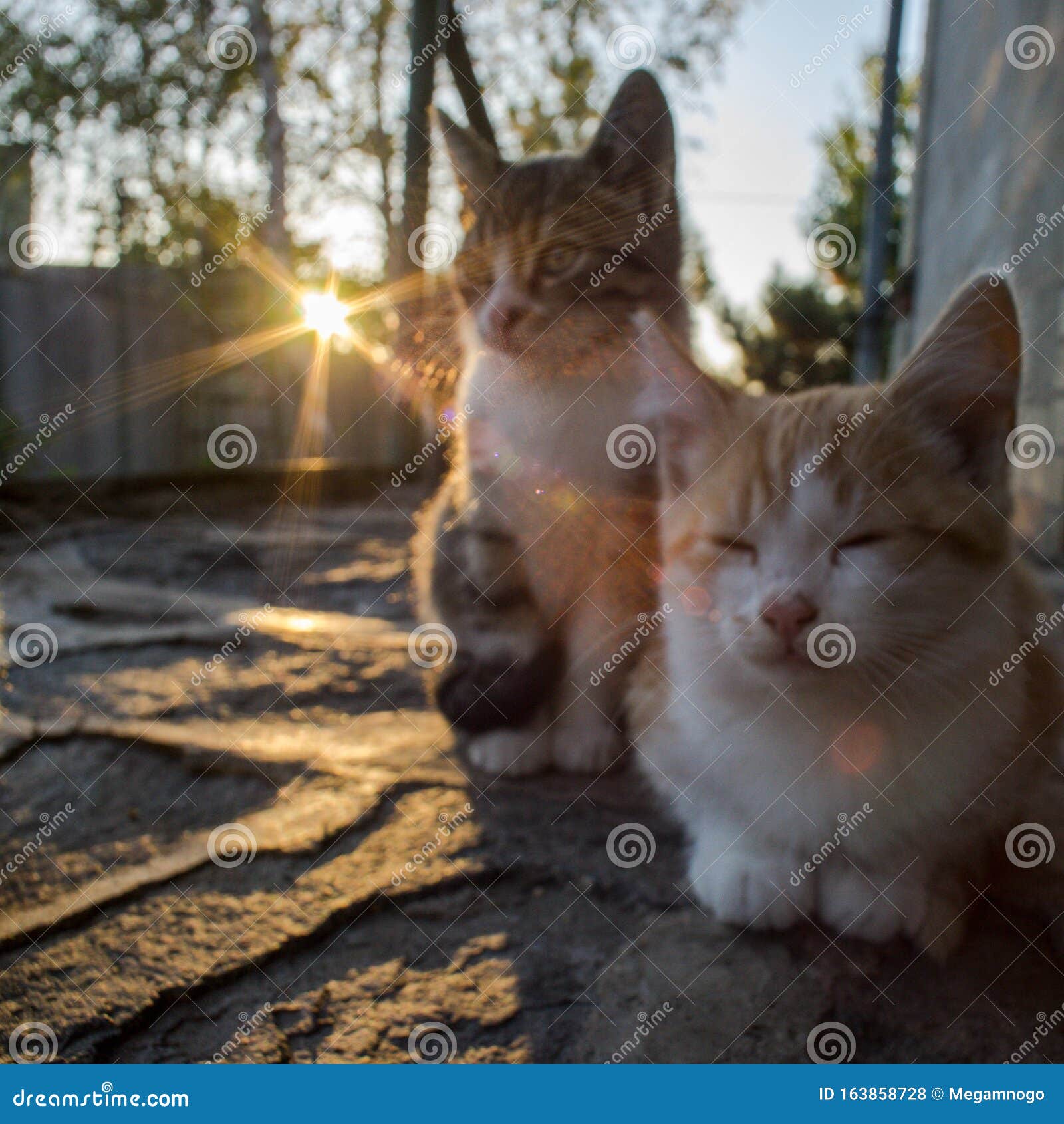 Two Kittens Enjoy in the Rays of the Setting Sun Stock Photo - Image of ...