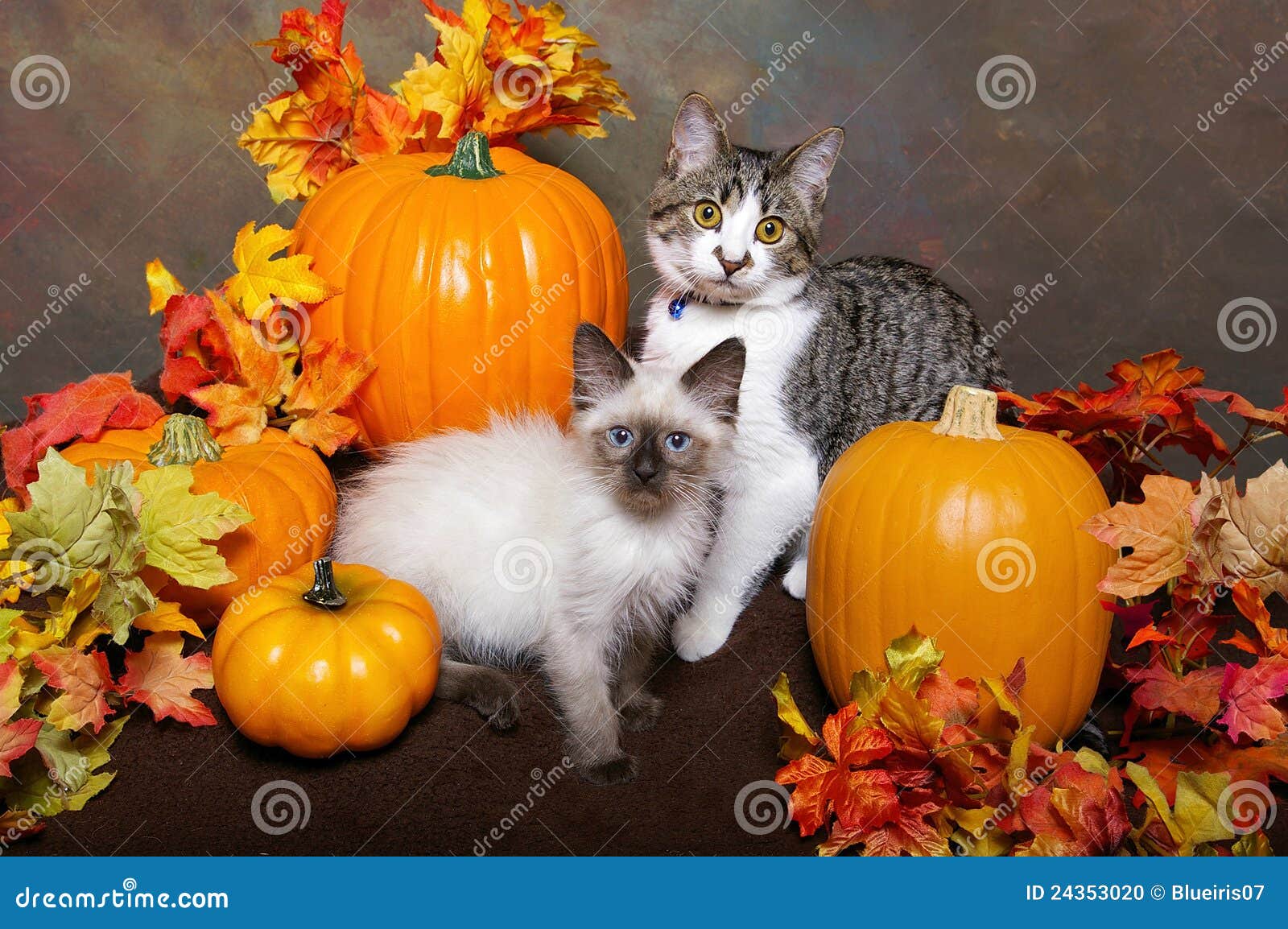 Fall Kittens