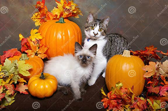 Two Kittens with Fall Leaves and Pumpkins Stock Photo - Image of ...