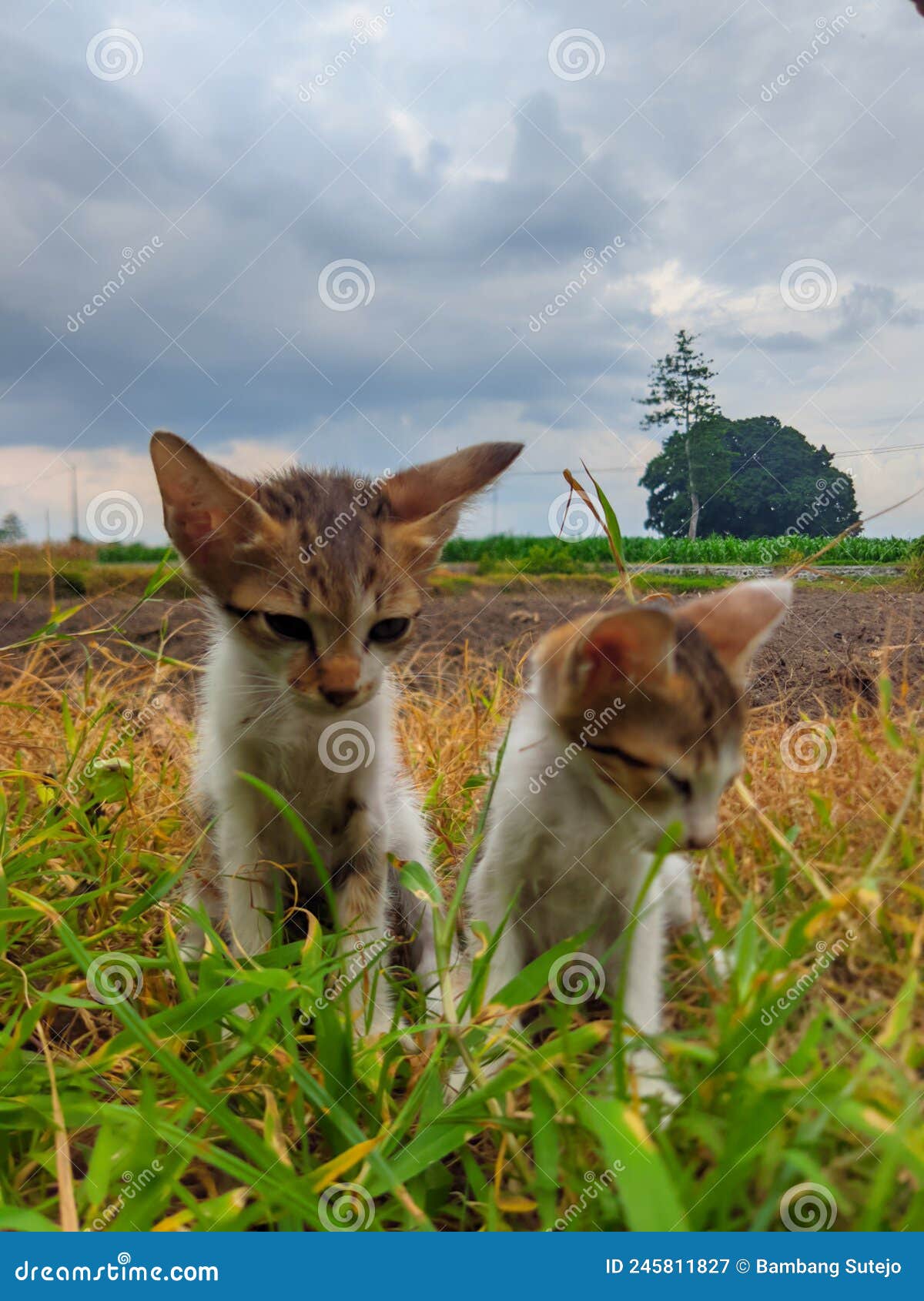 Two kittens in the field stock image. Image of forest - 245811827