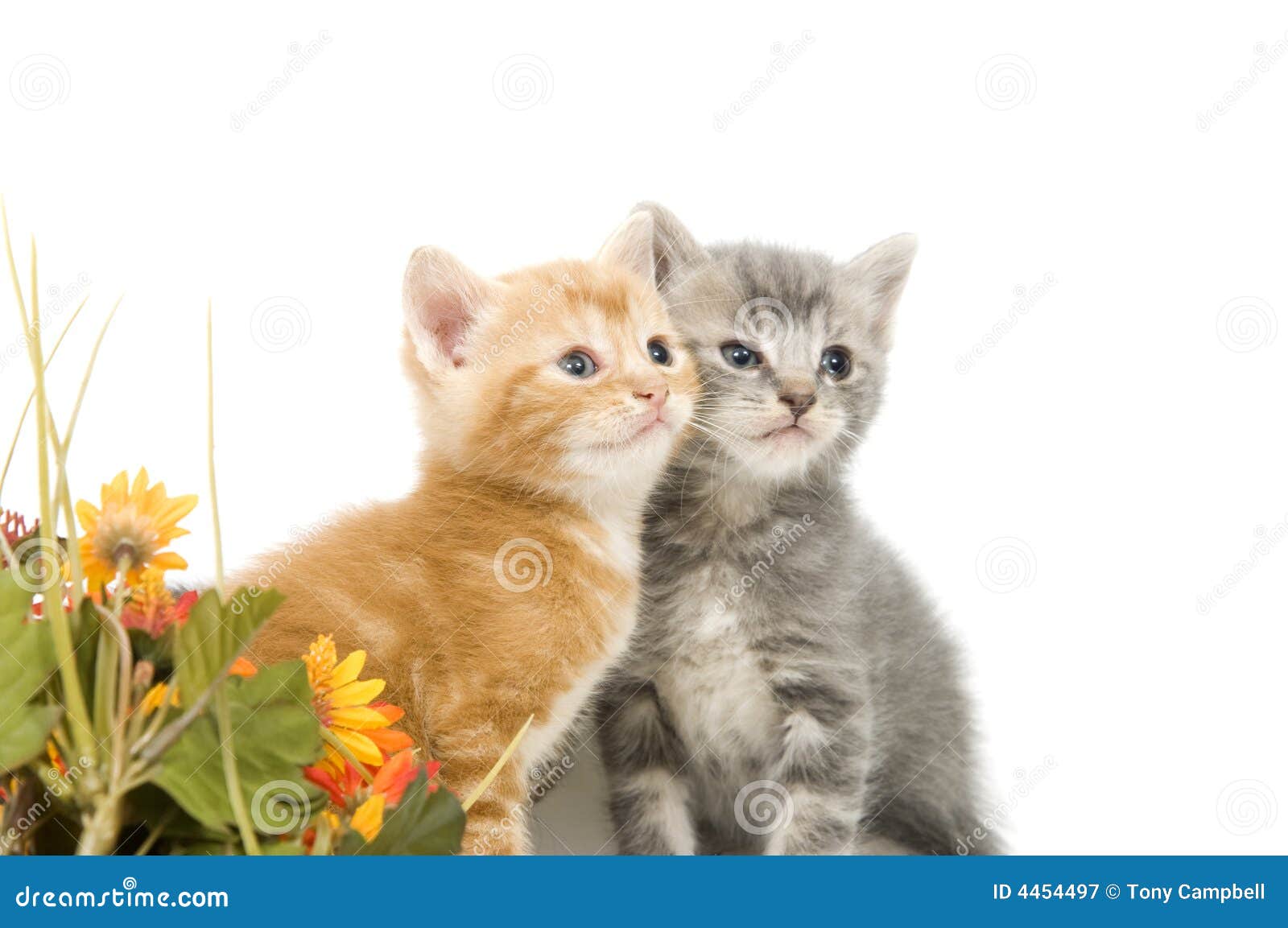 Multiple Kittens In Flowers