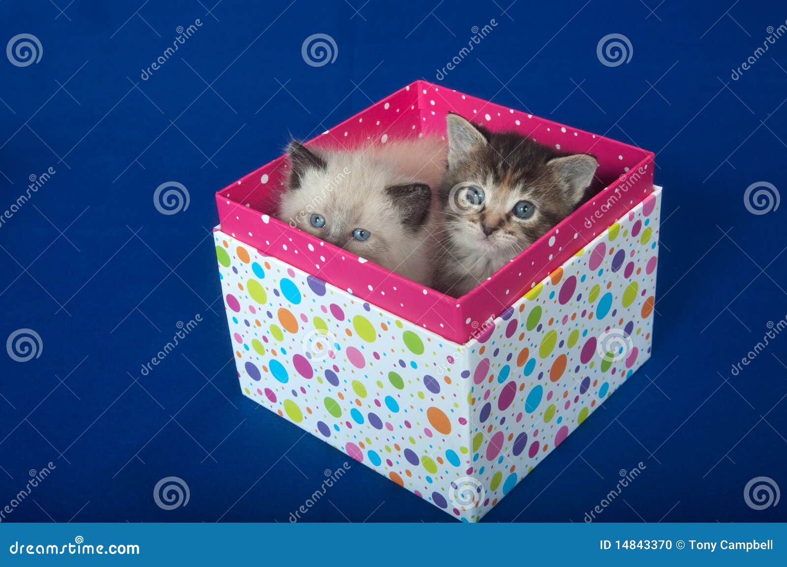Two kittens in gift box stock photo. Image of present - 14843370