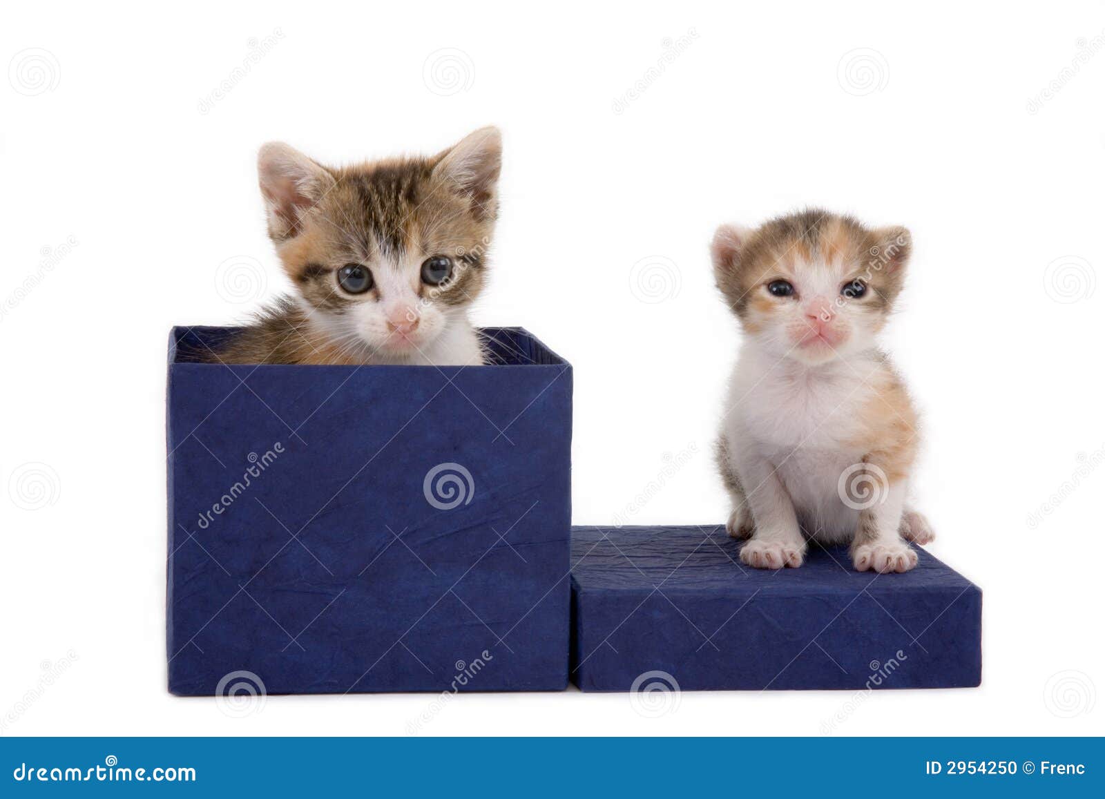 Two kittens on a gift box stock photo. Image of listen - 2954250