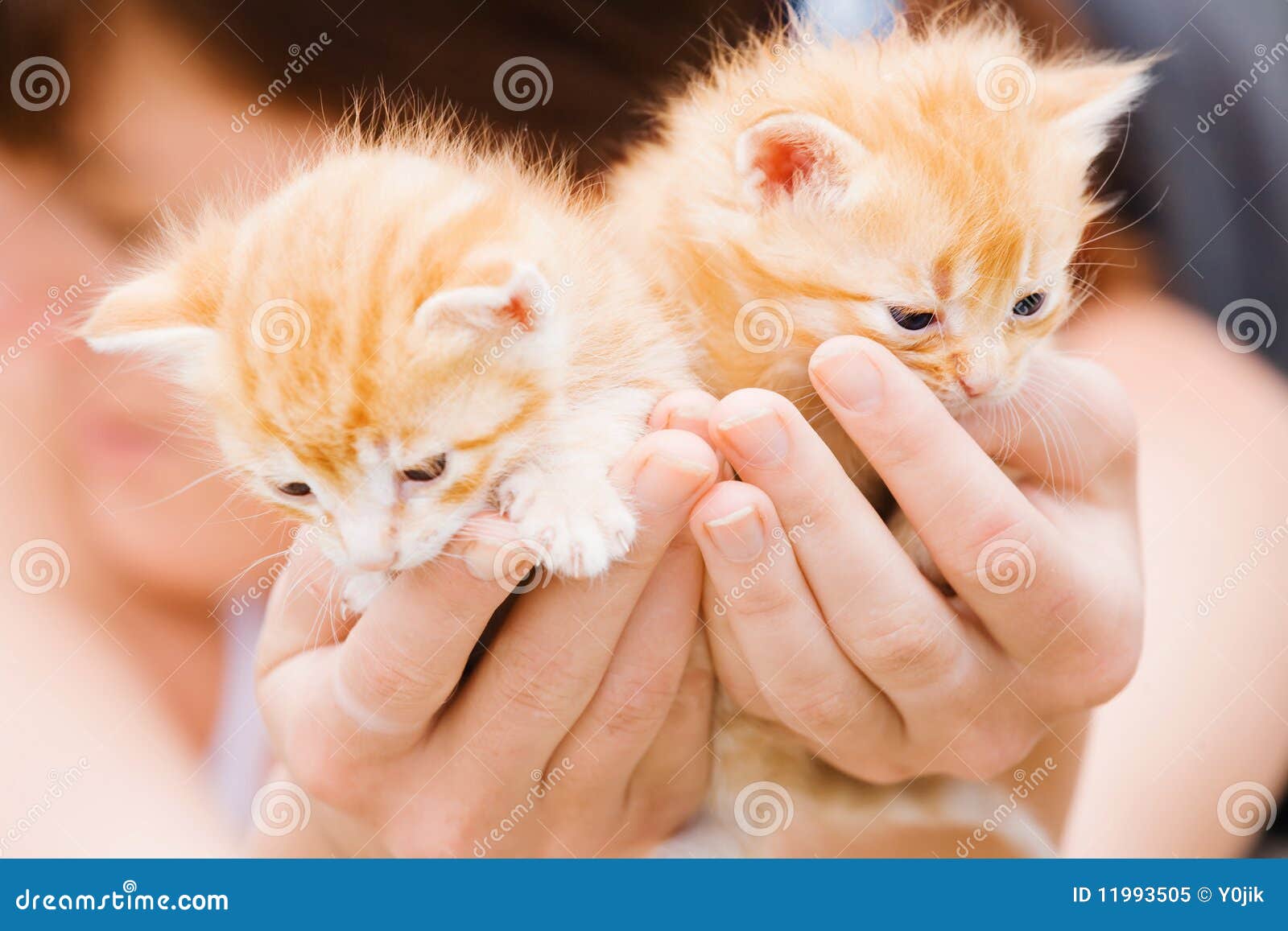 Two kittens in hands stock image. Image of claw, adorable - 11993505