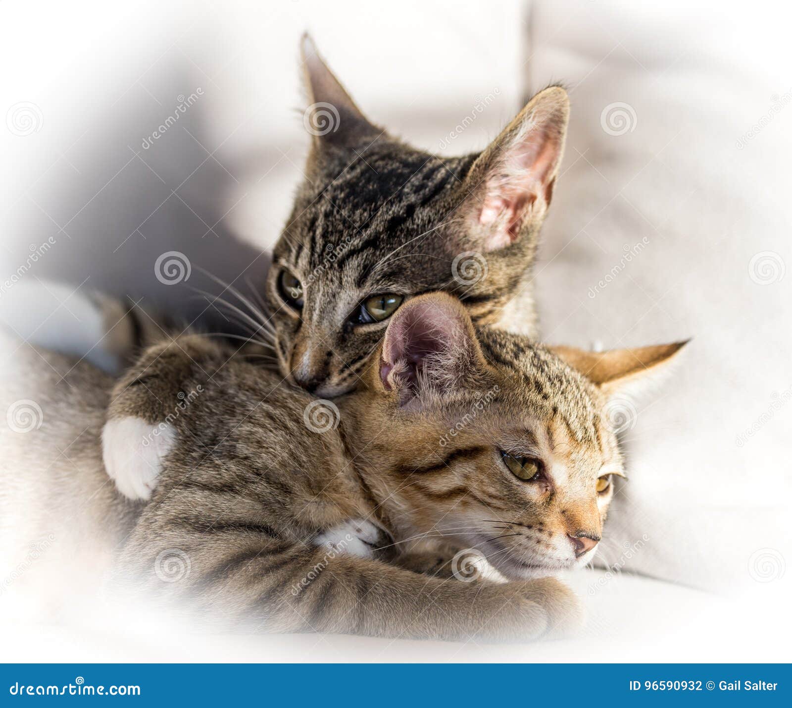 Two Kittens Hugging stock photo. Image of pedigree, playing - 96590932