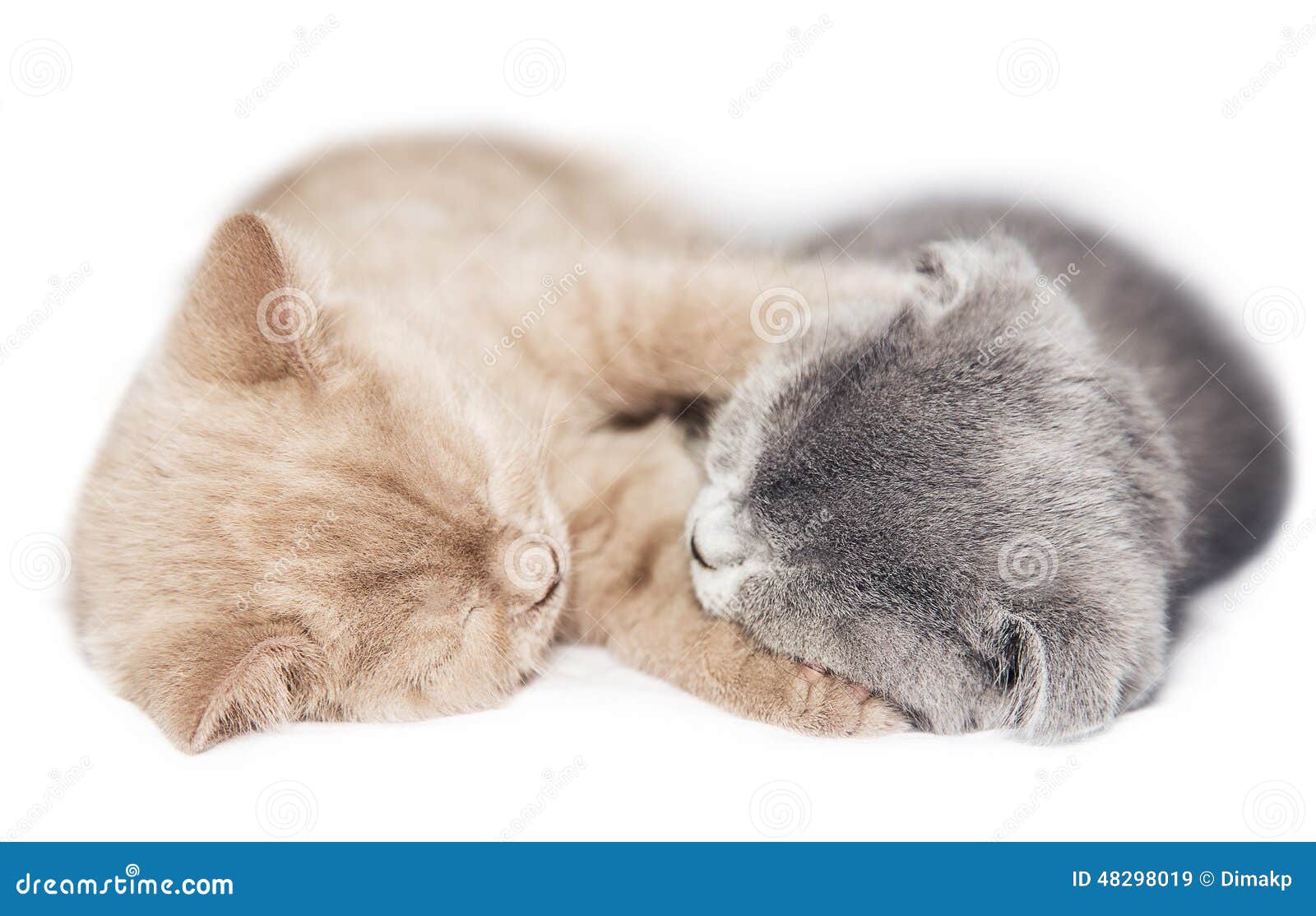 Two kittens hugging sleep stock image. Image of couple - 48298019