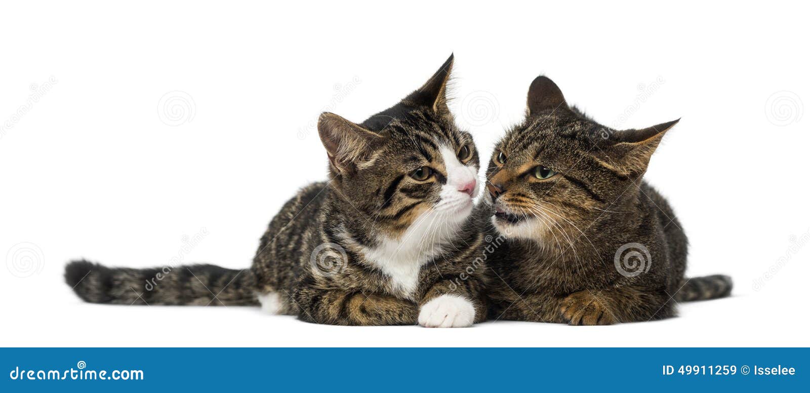 Two kittens stock image. Image of companionship, friendship - 49911259