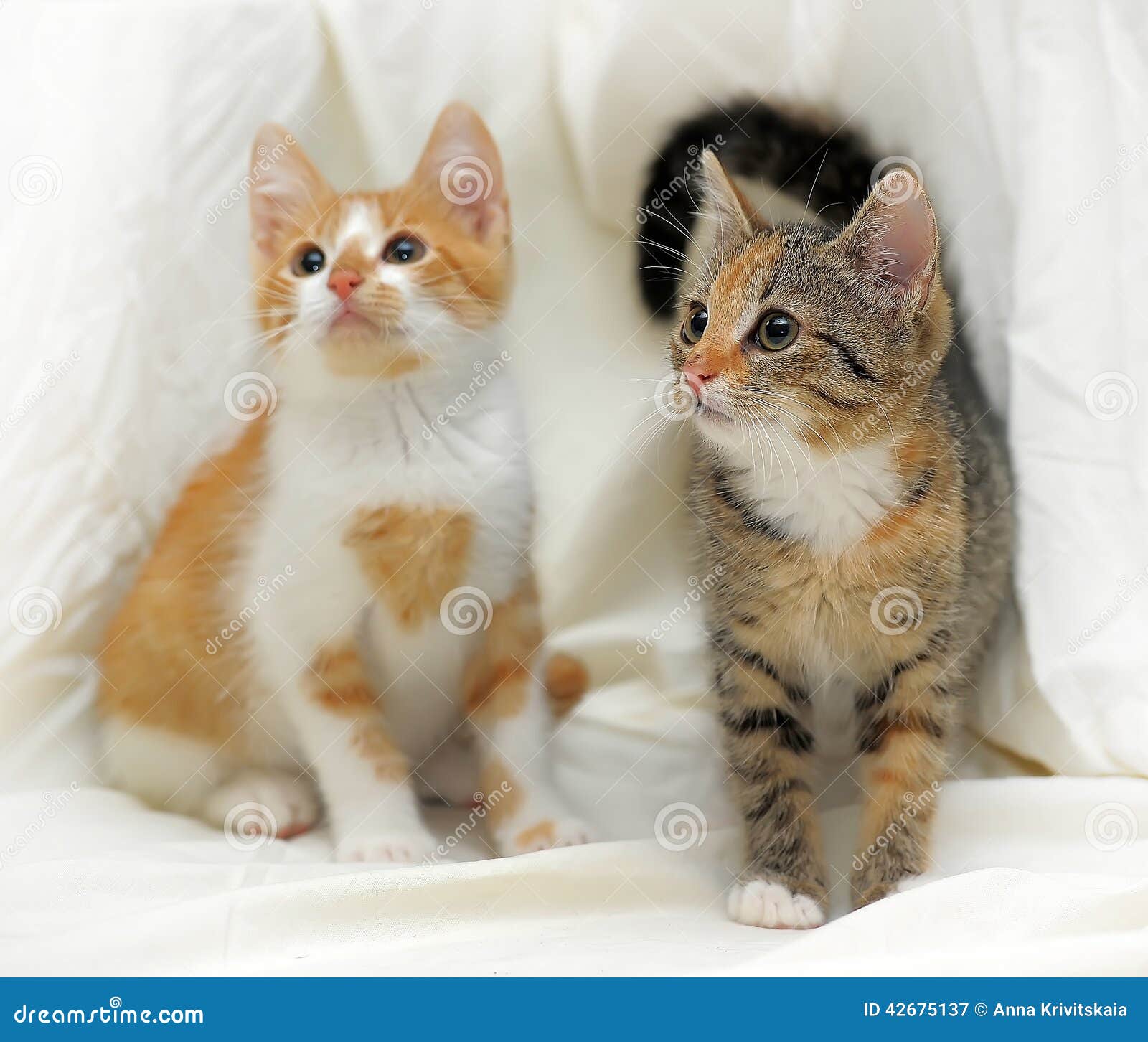 Two kittens stock image. Image of fluffy, lying, kittens - 42675137