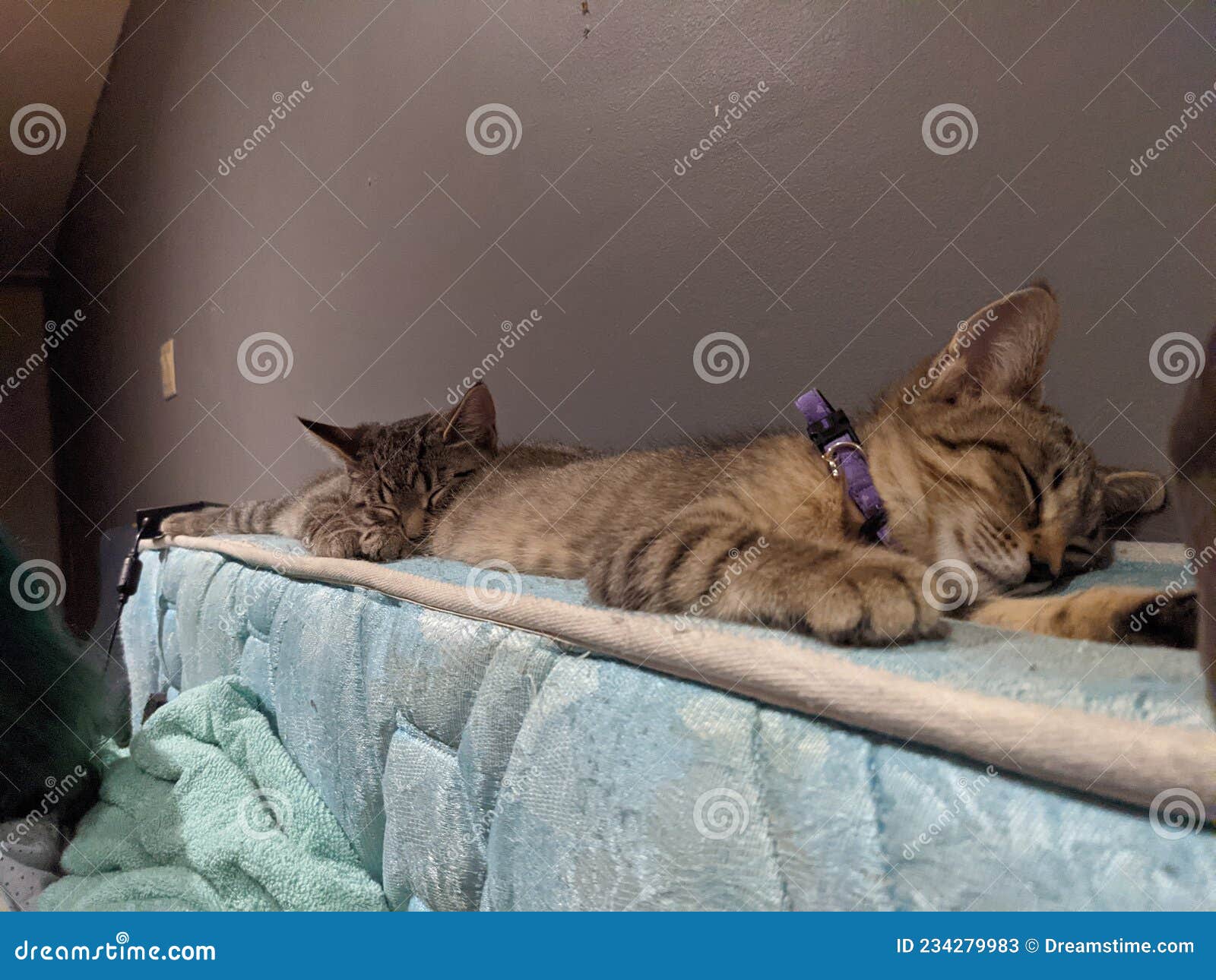 Two kittens napping stock image. Image of kittens, napping - 234279983