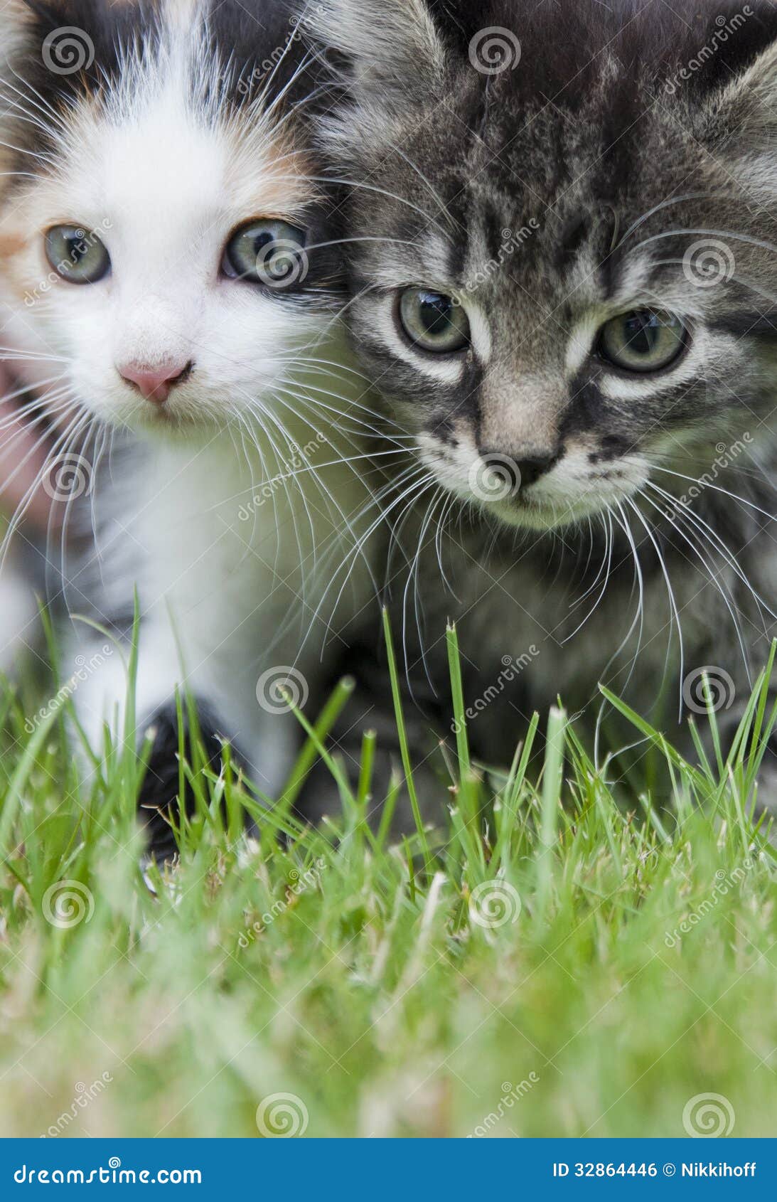 Two kittens stock photo. Image of baby, lovable, attention - 32864446