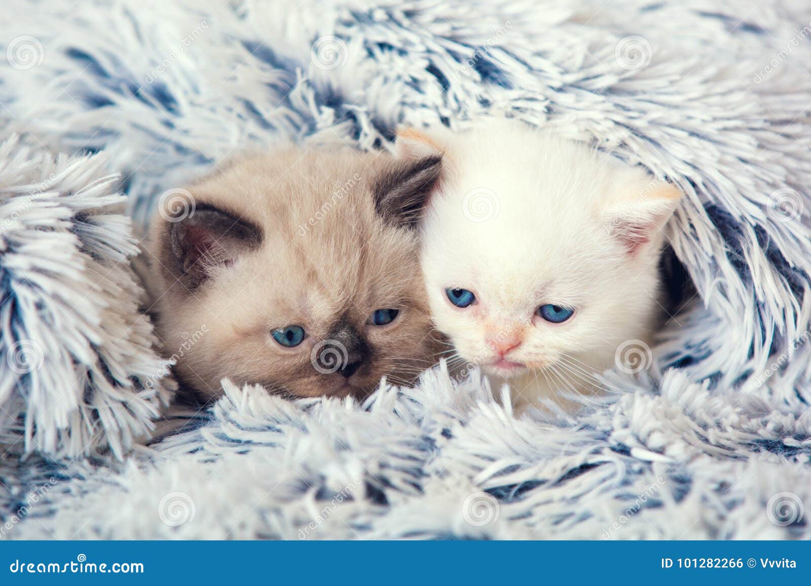 Two Kittens Peeking Out from Under the Blanket Stock Photo - Image of ...