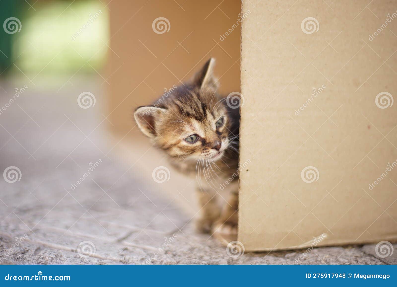 Two Kittens Peeks Out from Behind a Cardboard Box Stock Photo - Image ...