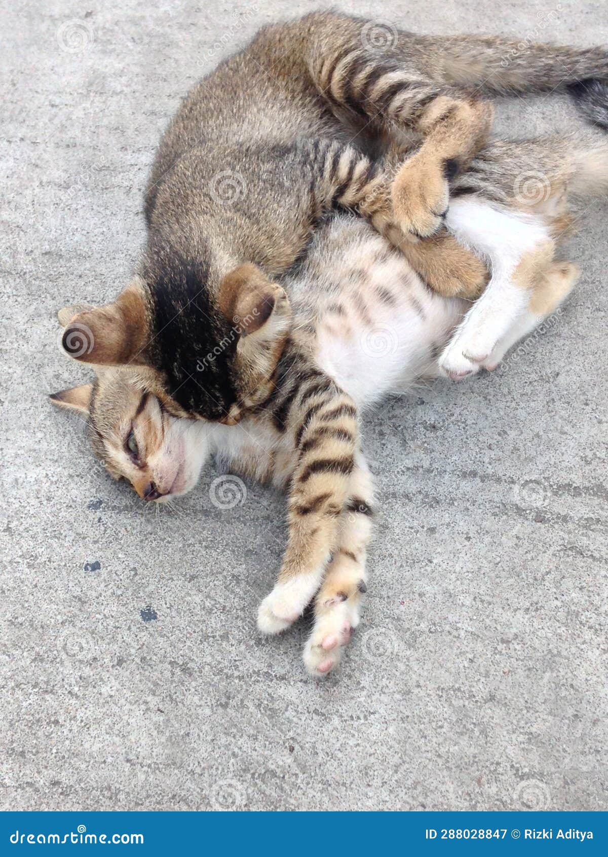 Two Kittens Play Together Happily Stock Image - Image of together, kittens: 288028847