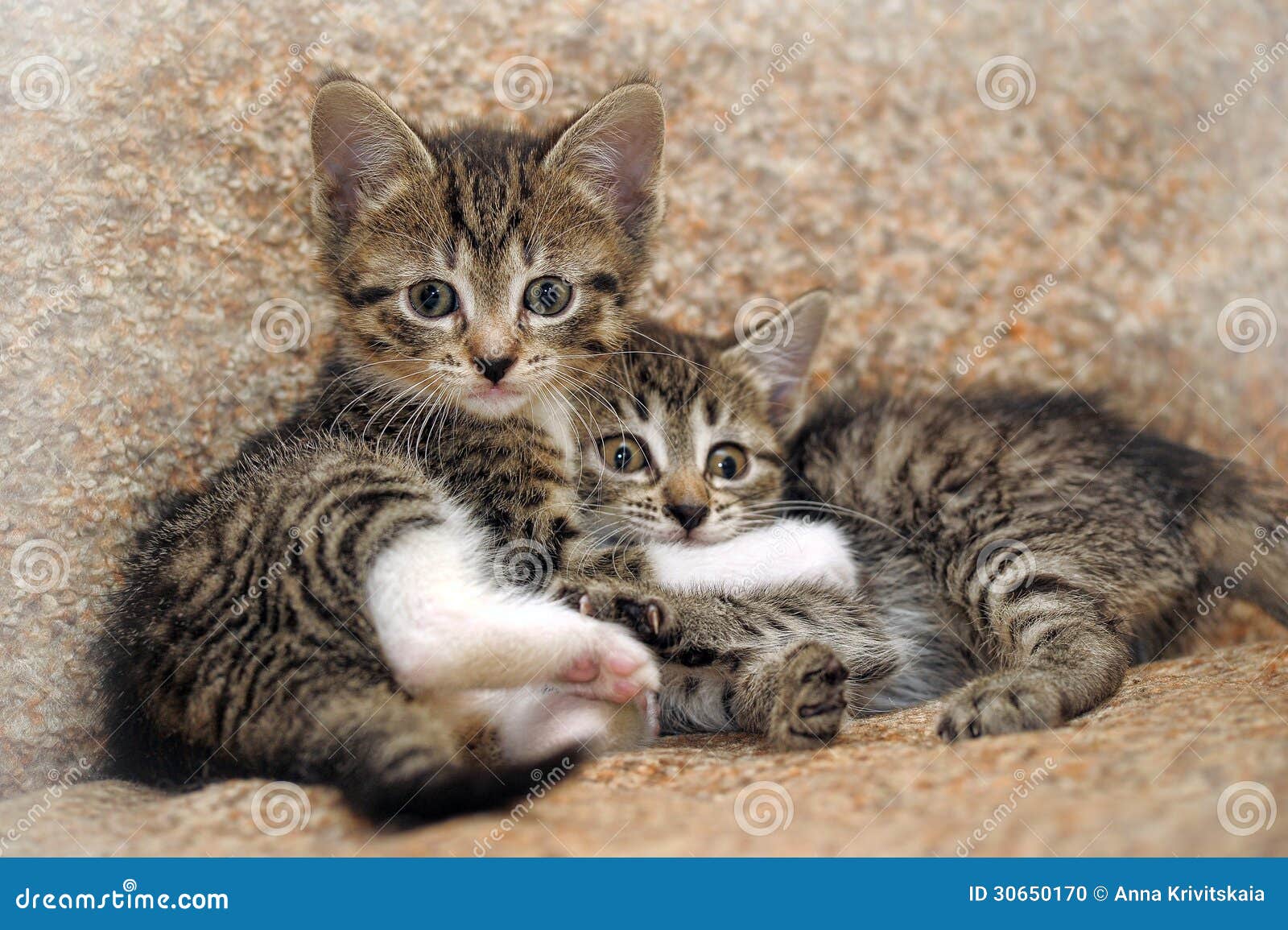 Two kittens playing stock photo. Image of sweet, play - 30650170