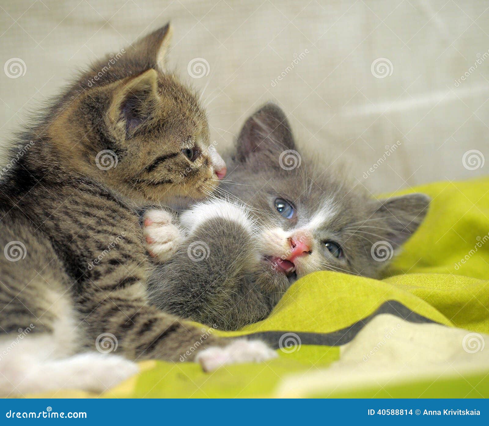 Two kittens playing stock photo. Image of fighting, disarrangement ...