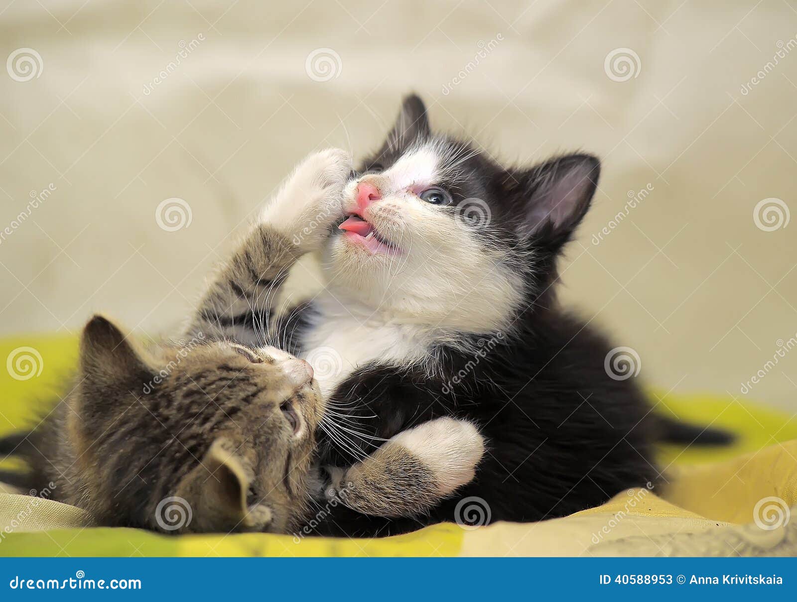 Two kittens playing stock image. Image of curious, domesticated - 40588953