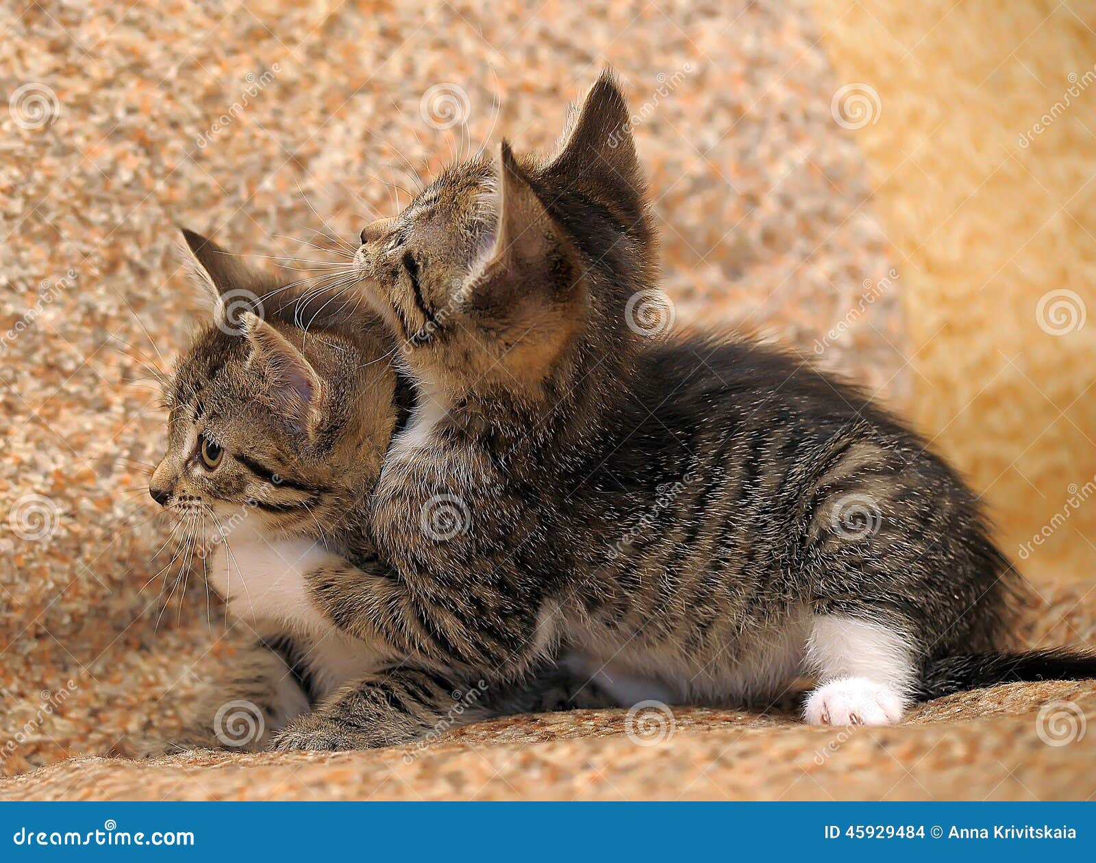 Two kittens playing stock photo. Image of kawaii, feline - 45929484