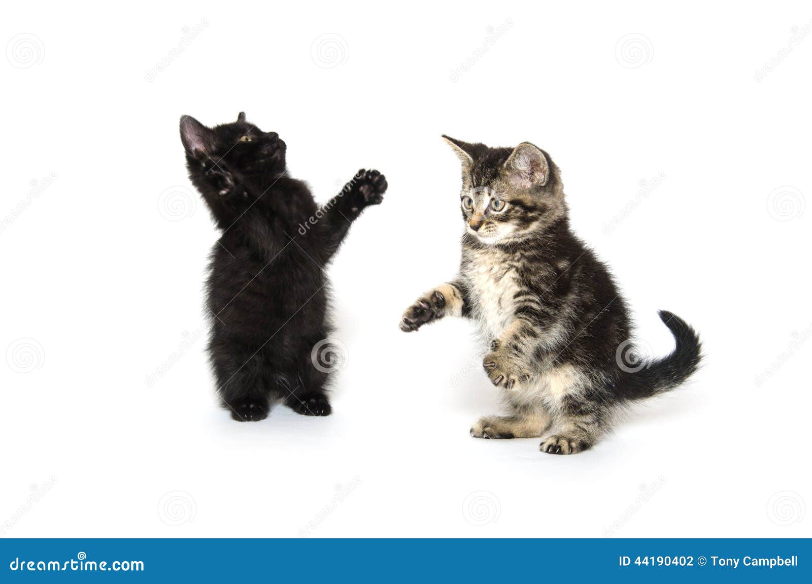 Two kittens playing stock photo. Image of white, adorable - 44190402
