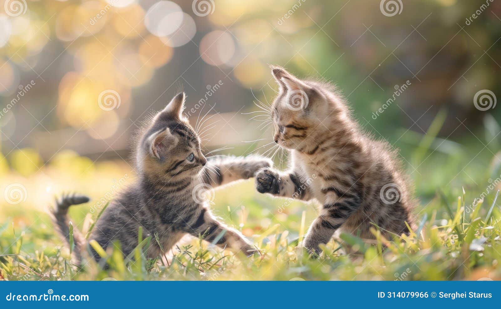 Two Kittens Playing with Each Other in the Grassy Field, AI Stock Photo ...
