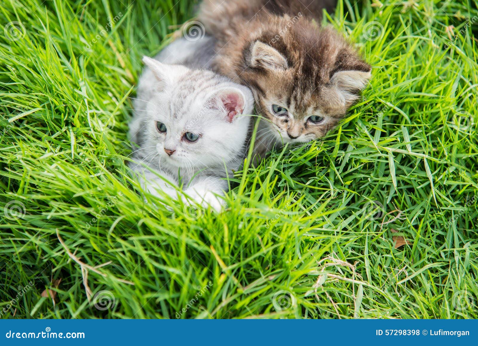 Two kittens playing stock photo. Image of field, look - 57298398