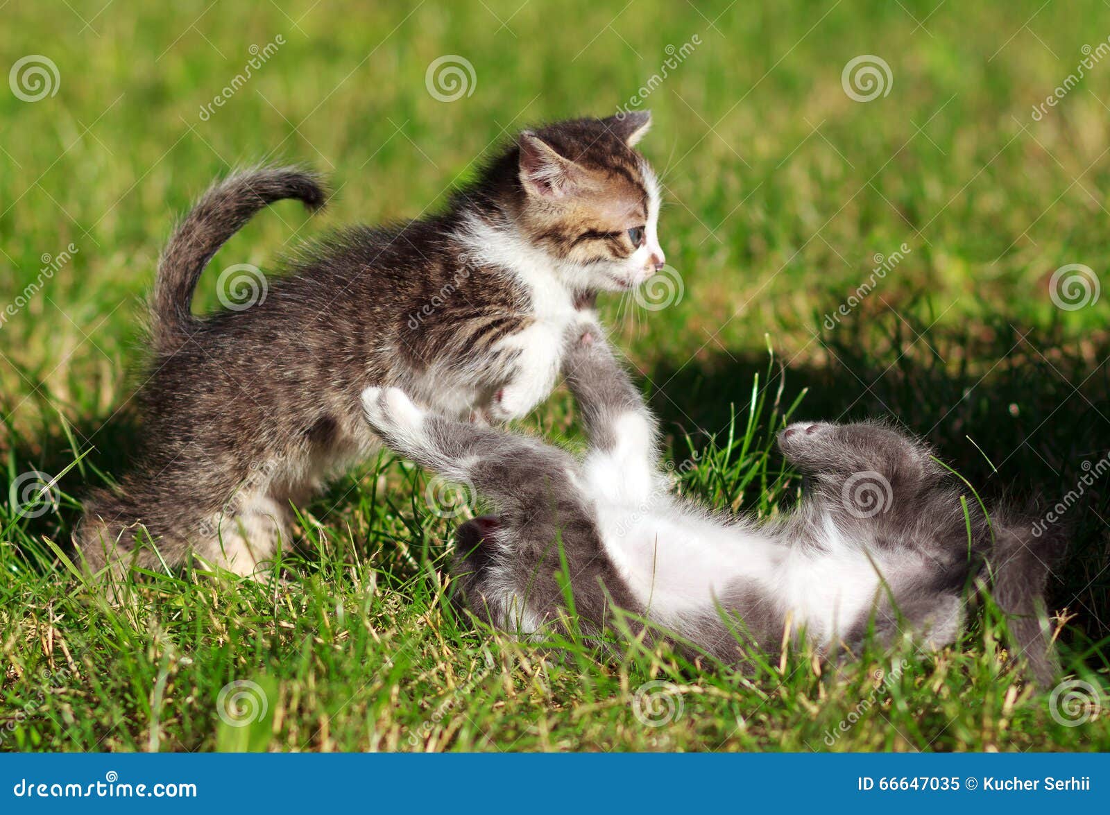 Two Kittens Playing on the Lawn Stock Image - Image of feline, kitty ...