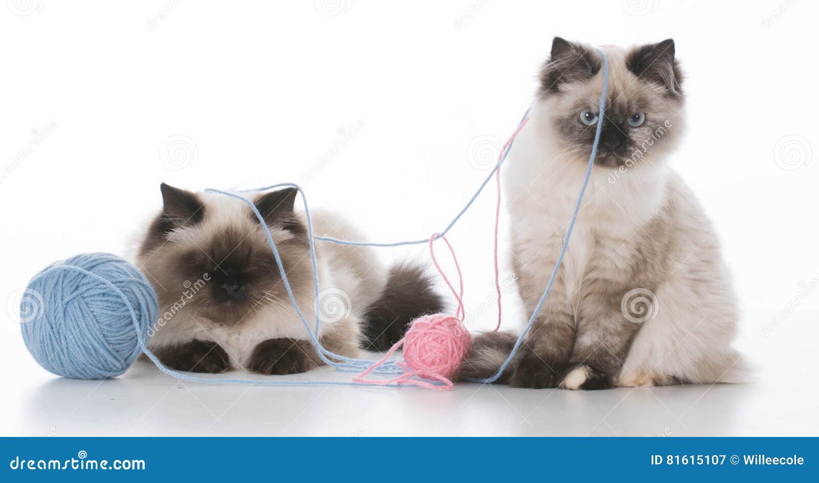 Two kittens playing stock image. Image of feline, isolated - 81615107