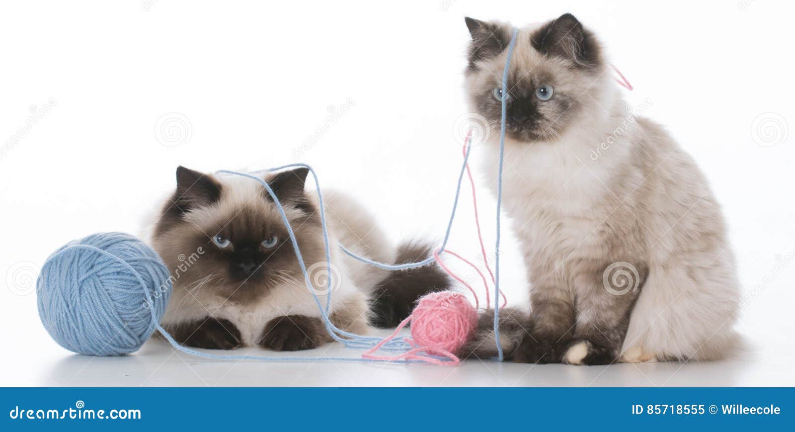 Two kittens playing stock image. Image of animal, playing - 85718555