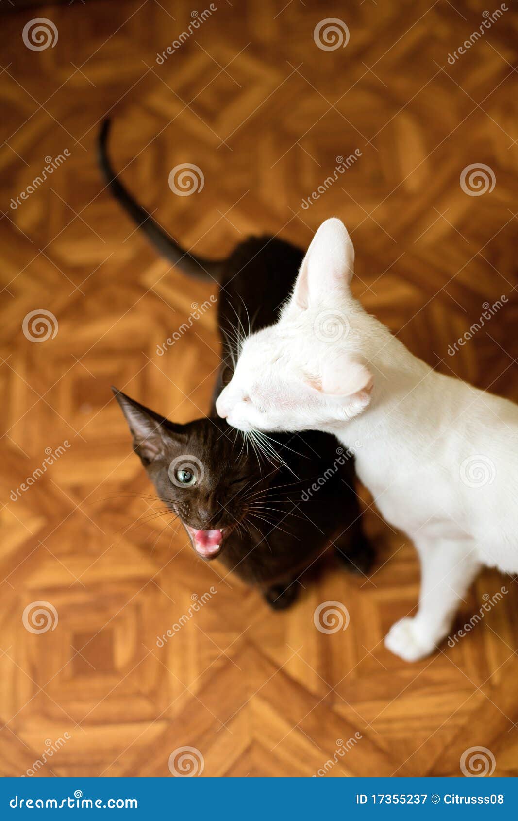 Two Kittens Playing Together Stock Image - Image of kitten, revetments ...