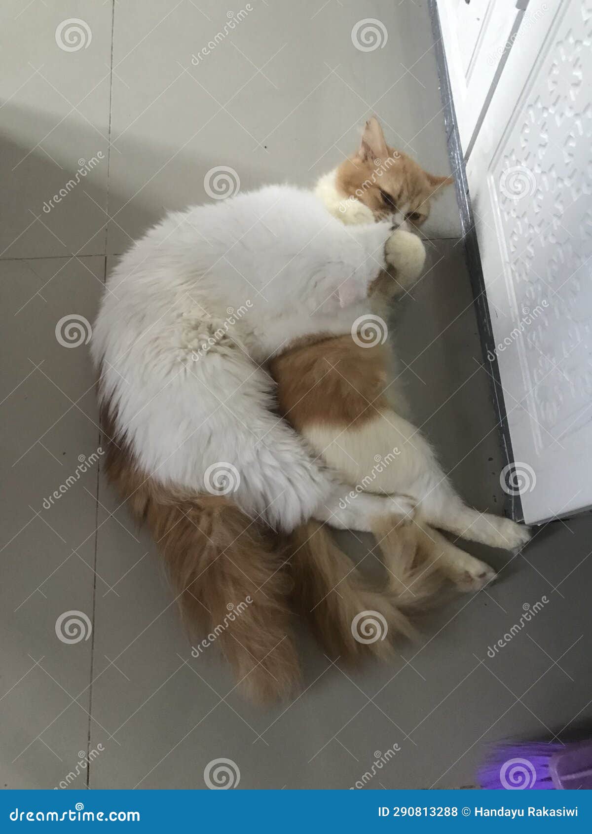 Two Kittens Playing Together Stock Photo - Image of cute, skin: 290813288