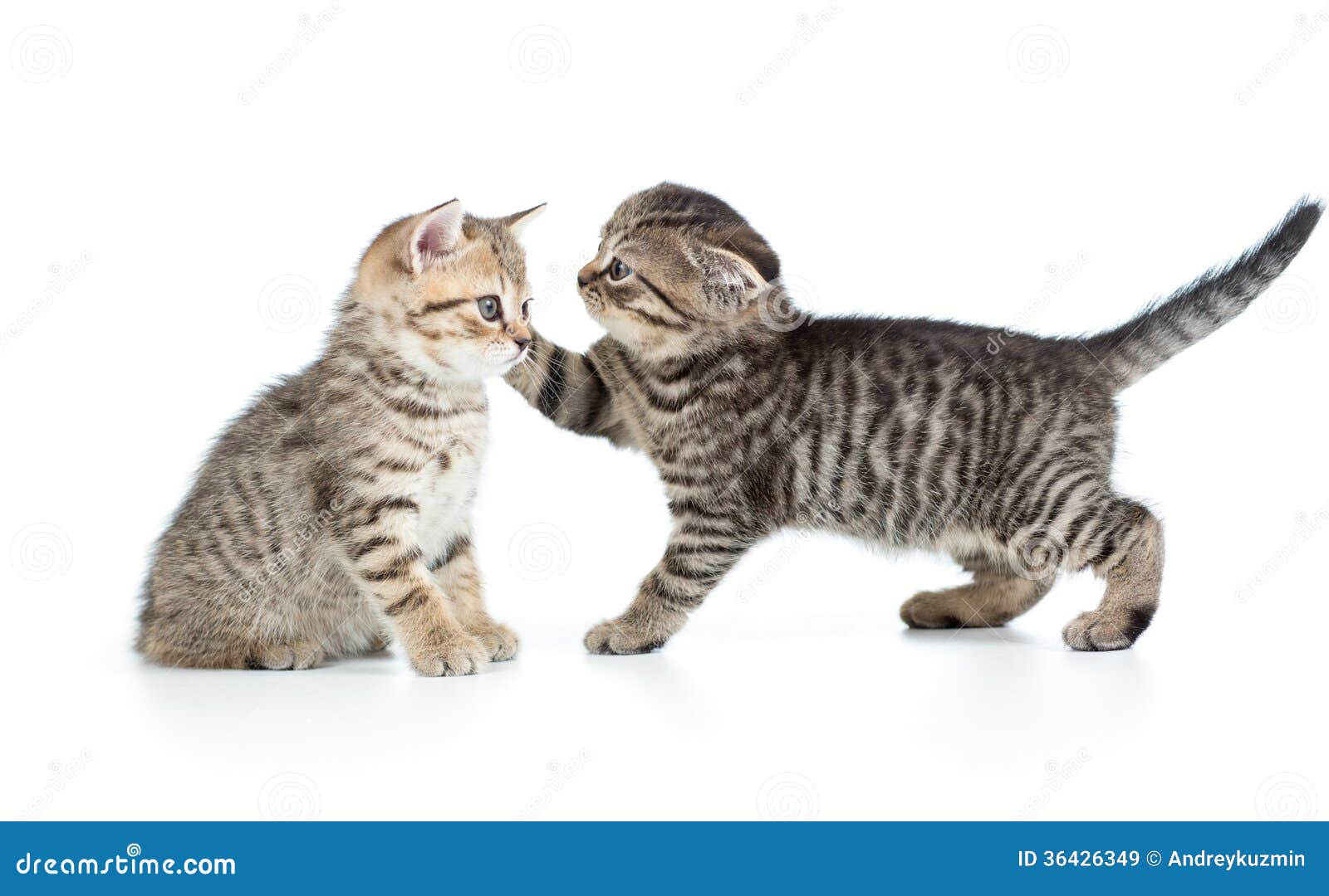 Two Kittens Playing Together Stock Image - Image of grey, isolated ...