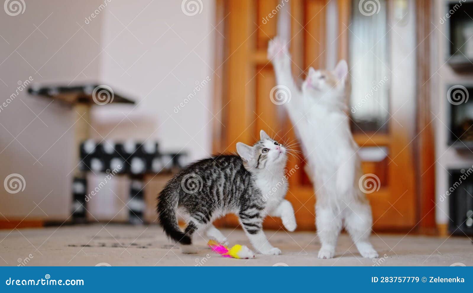 Two Kittens Playing Together - Jumping and Running Stock Video - Video ...