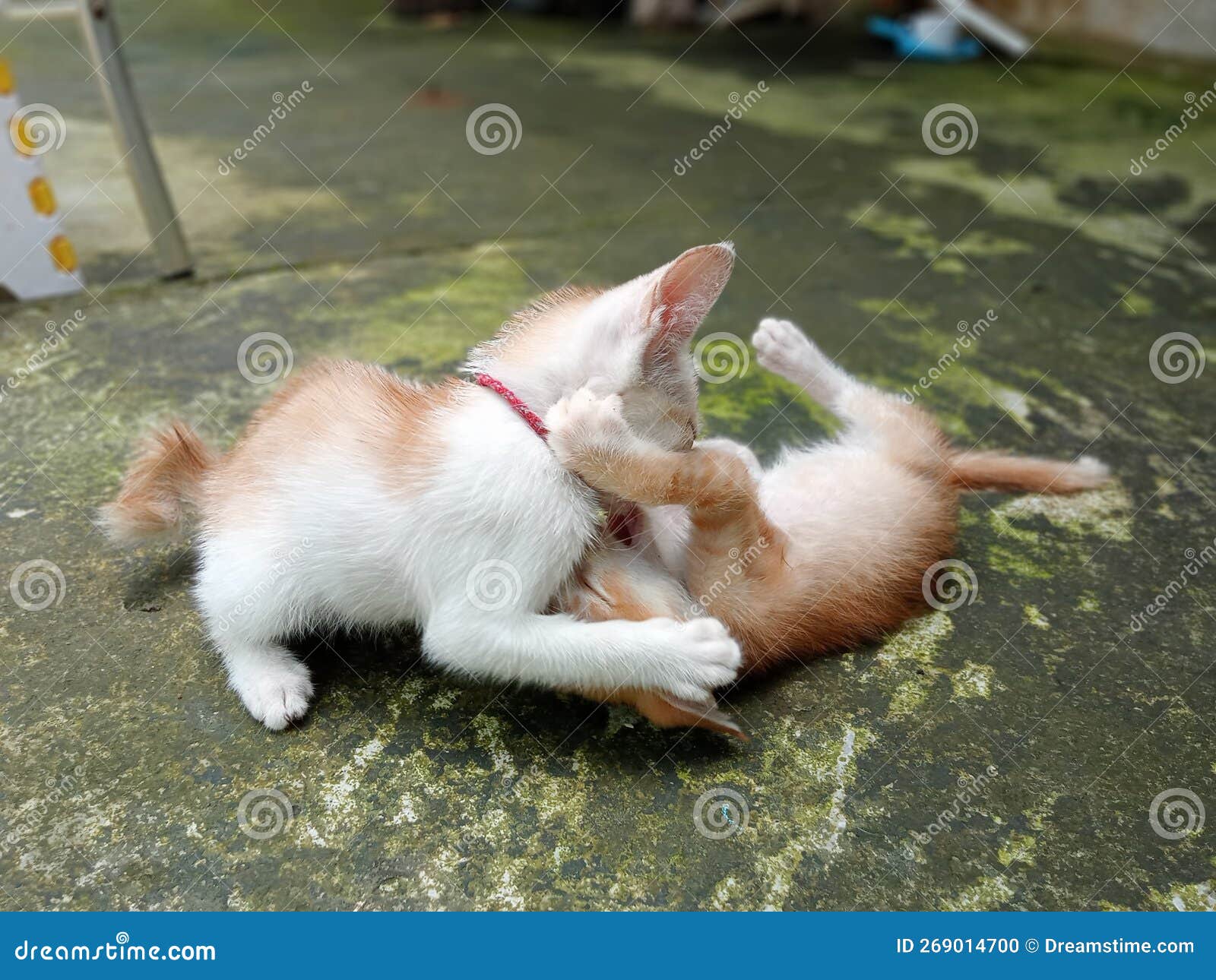 Two Kittens Playing Together Stock Photo - Image of playing, yard ...