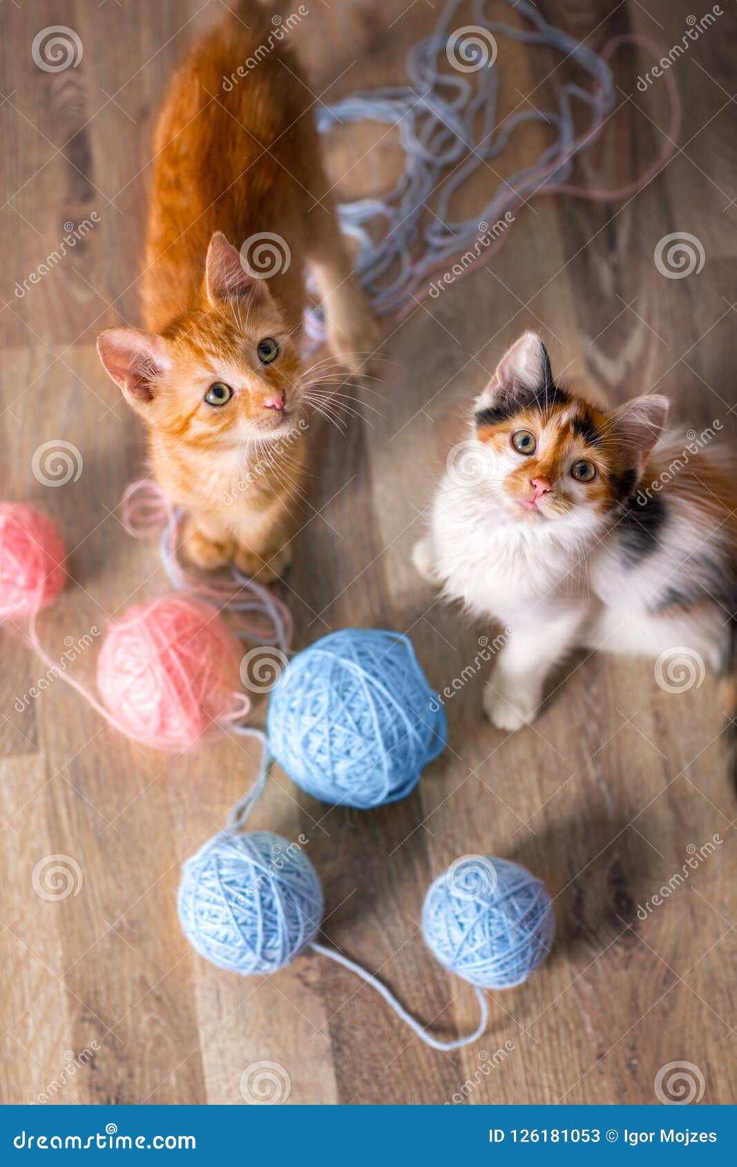 Two kittens playing stock image. Image of couple, scare - 126181053