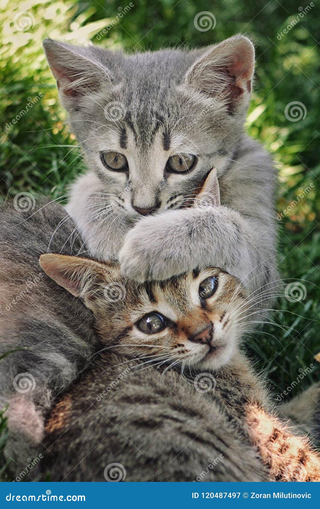 Two kittens playing stock image. Image of nature, tabby - 120487497