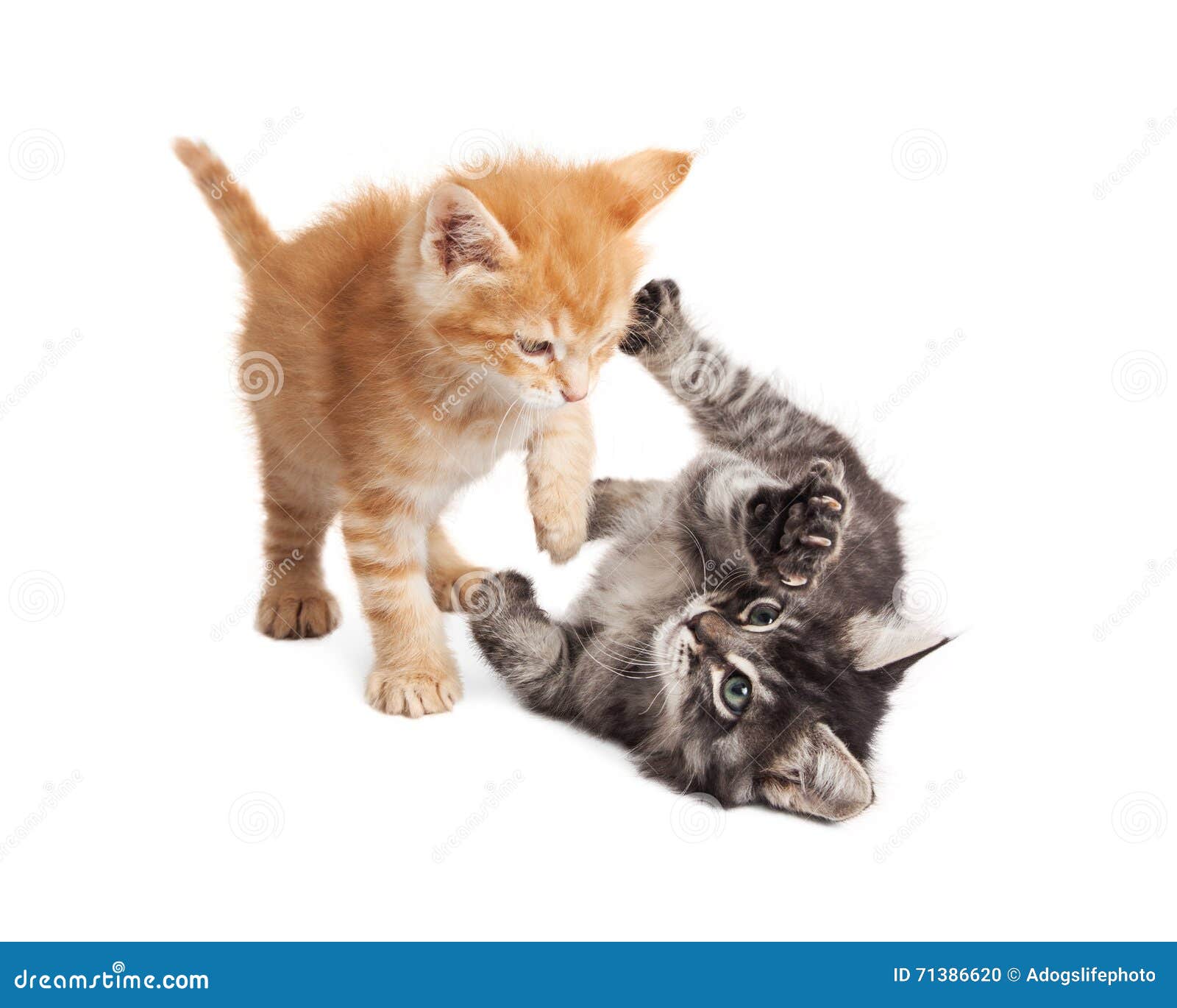 Two Kittens Playing on White Background Stock Photo - Image of friendly ...