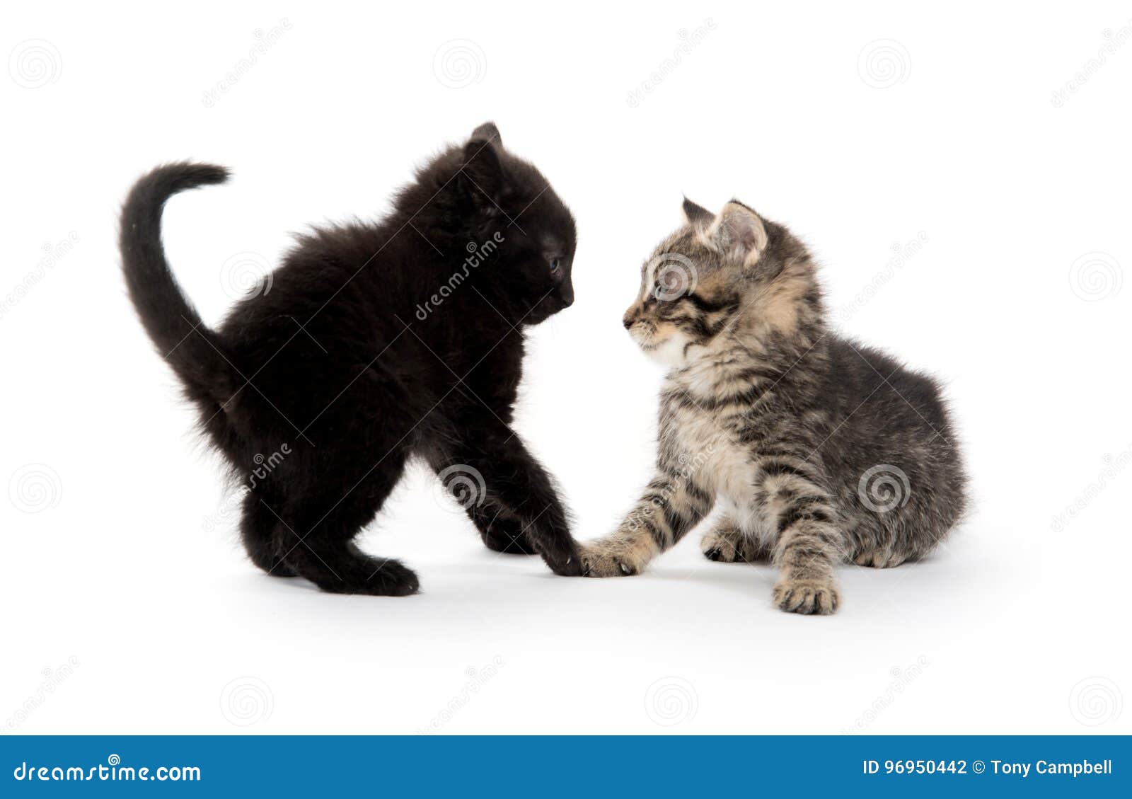 Two Kittens Playing on White Stock Photo - Image of cute, baby: 96950442