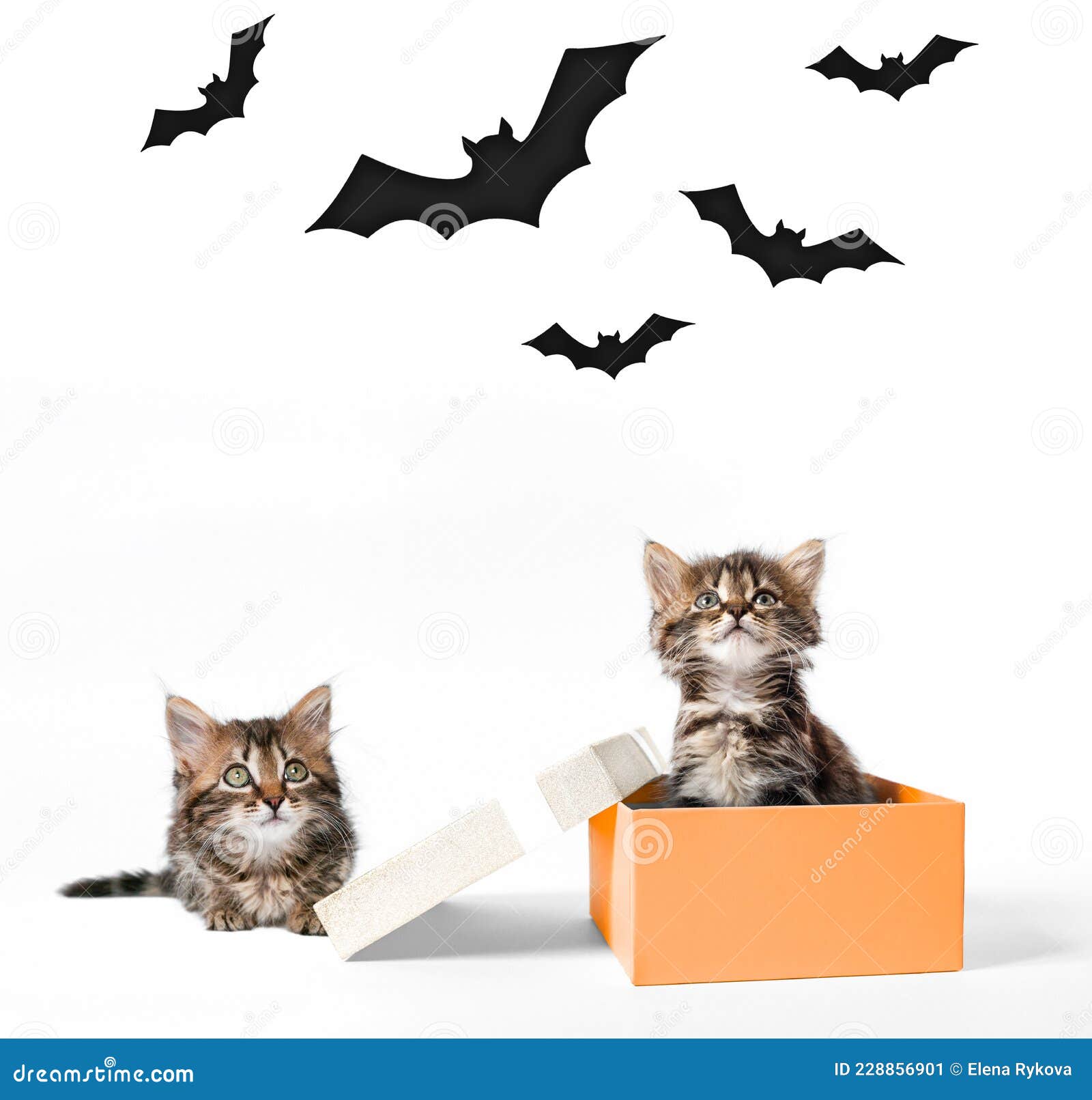 Two Kittens Sit in an Orange Box and Next To Each Other and Look Up at ...