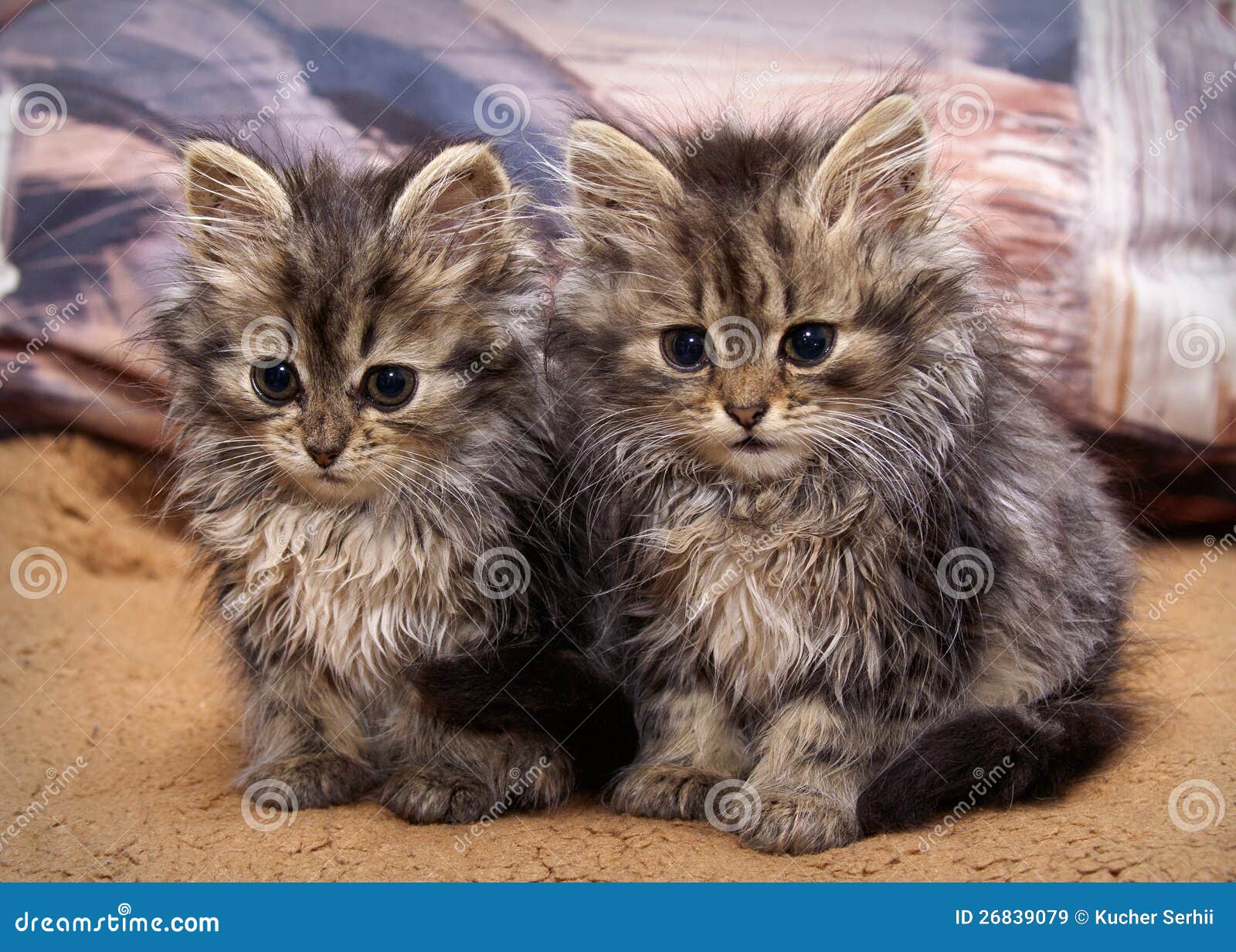 Two kittens sitting stock image. Image of activity, play - 26839079