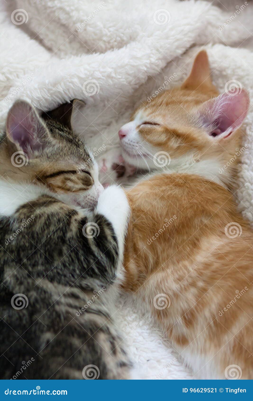 Two Kittens Sleeping Together Stock Image - Image of love, funny: 96629521