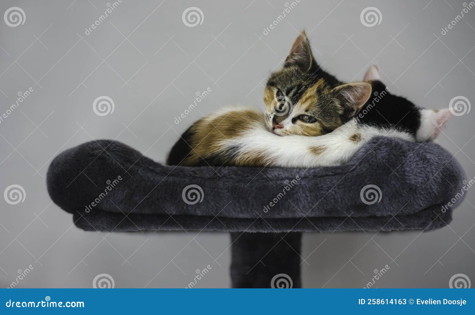 Two Kittens Sleeping Together in the Scratching Post. One Kitten is ...