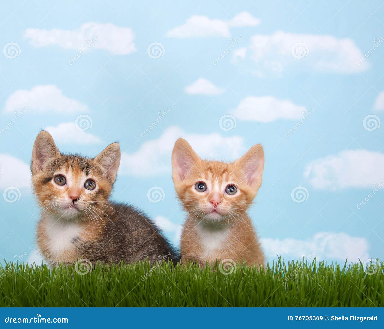 Two Kittens in Tall Grass with Blue Sky Background White Fluffy Stock ...