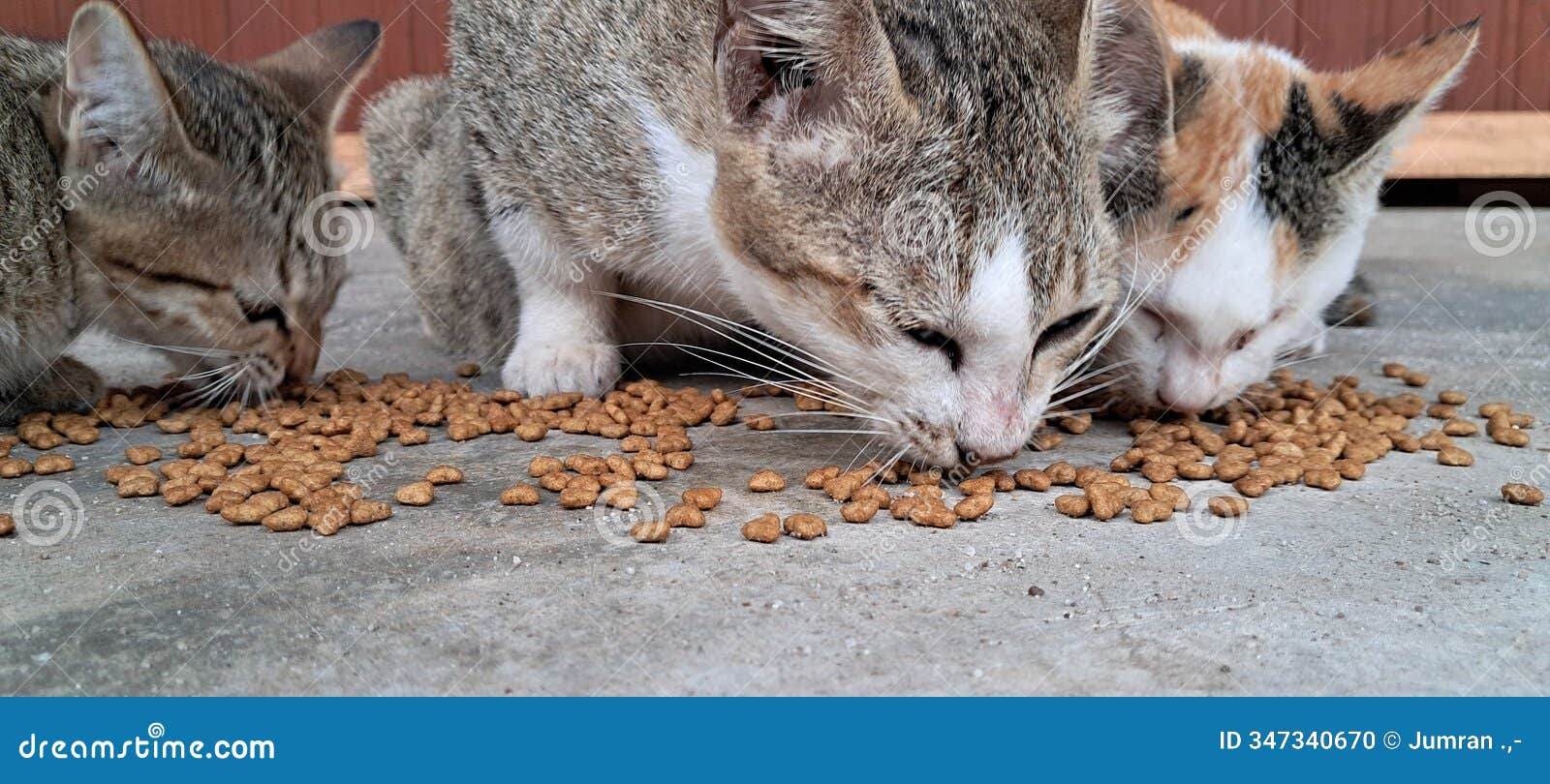 Two Kittens and Their Mother are Eating Together. Stock Photo - Image ...