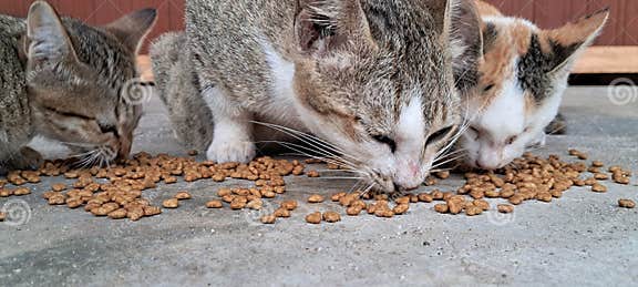 Two Kittens and Their Mother are Eating Together. Stock Photo - Image ...