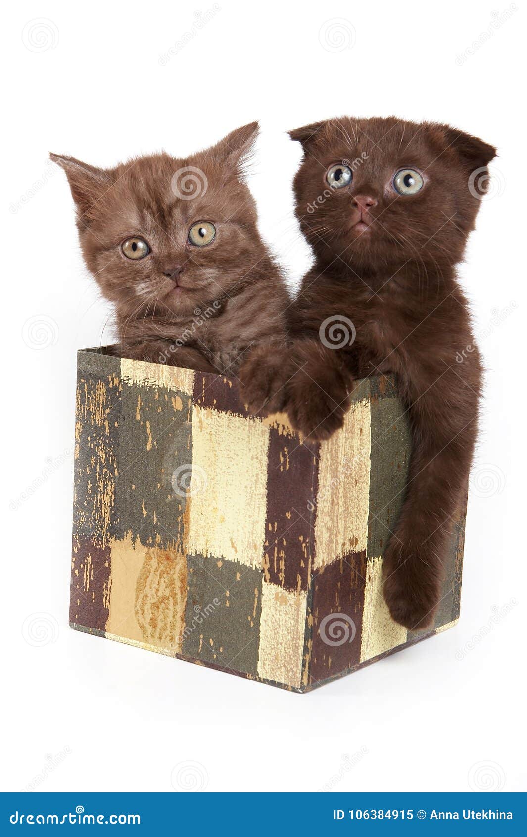Two kittens stock image. Image of kitty, studio, cute - 106384915
