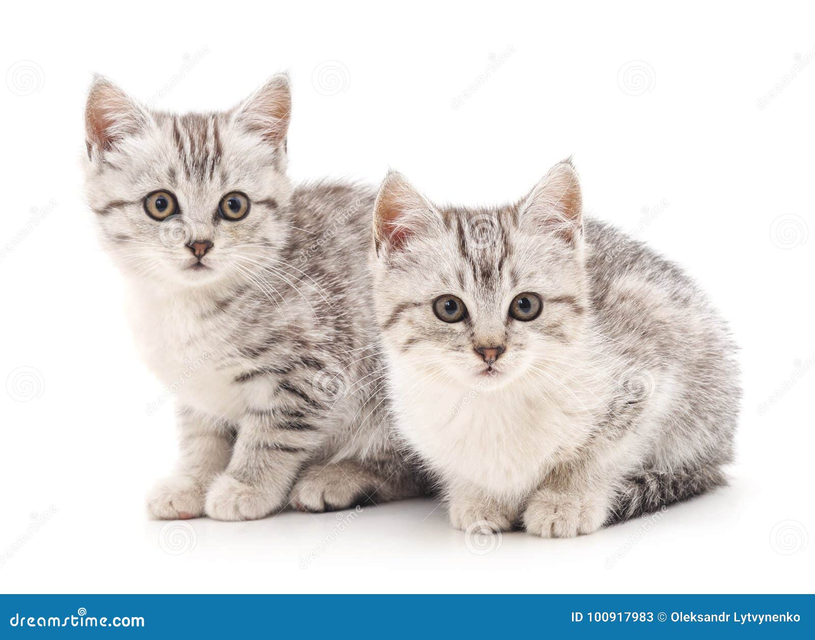 Two kittens. stock image. Image of love, house, miles - 100917983