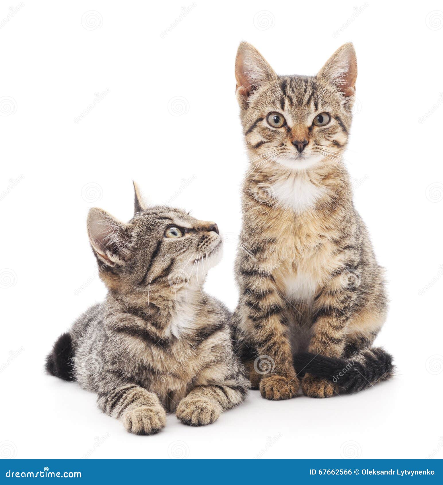 Two kittens. stock photo. Image of studio, friendship - 67662566
